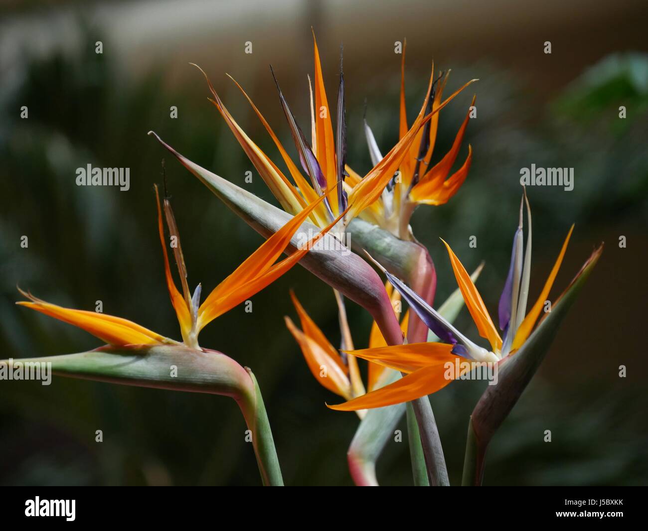 Bird of paradise is a tropical flower, which is also known as crane ...