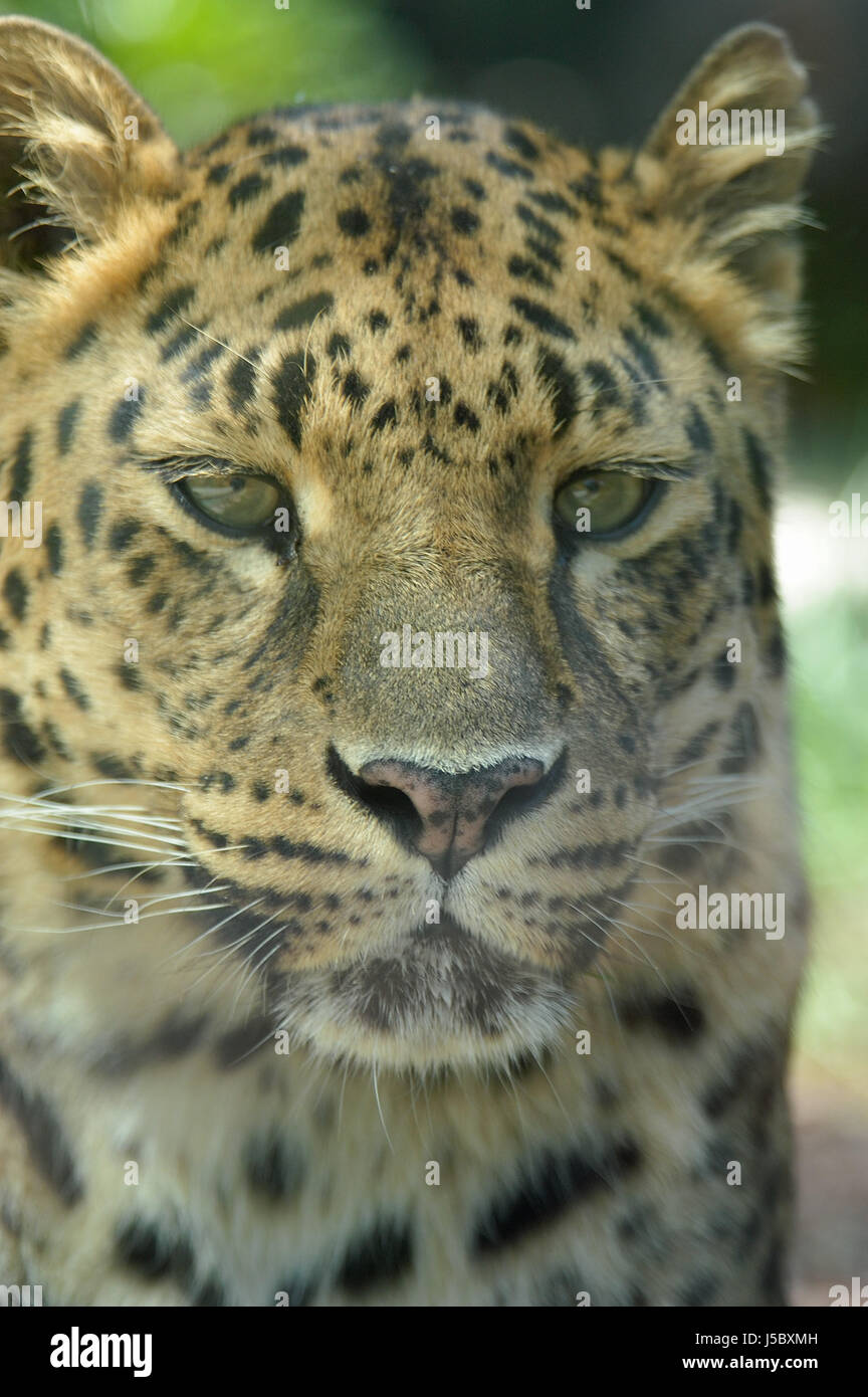 Leopards skin hi-res stock photography and images - Alamy