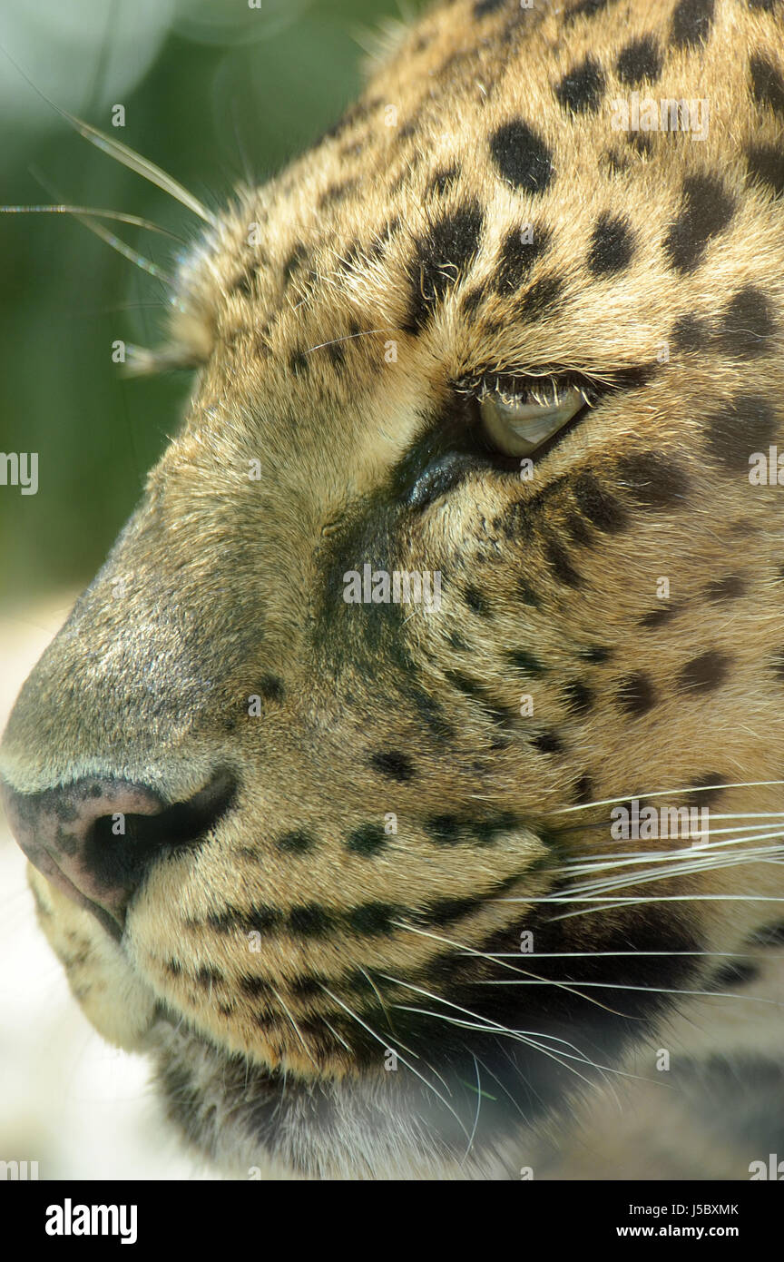 Leopards skin hi-res stock photography and images - Alamy