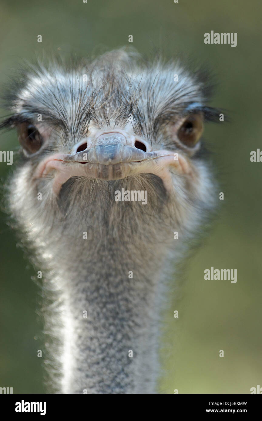 africa beak feathering ostrich beaks cursorial birds nosegay laufvogel ...