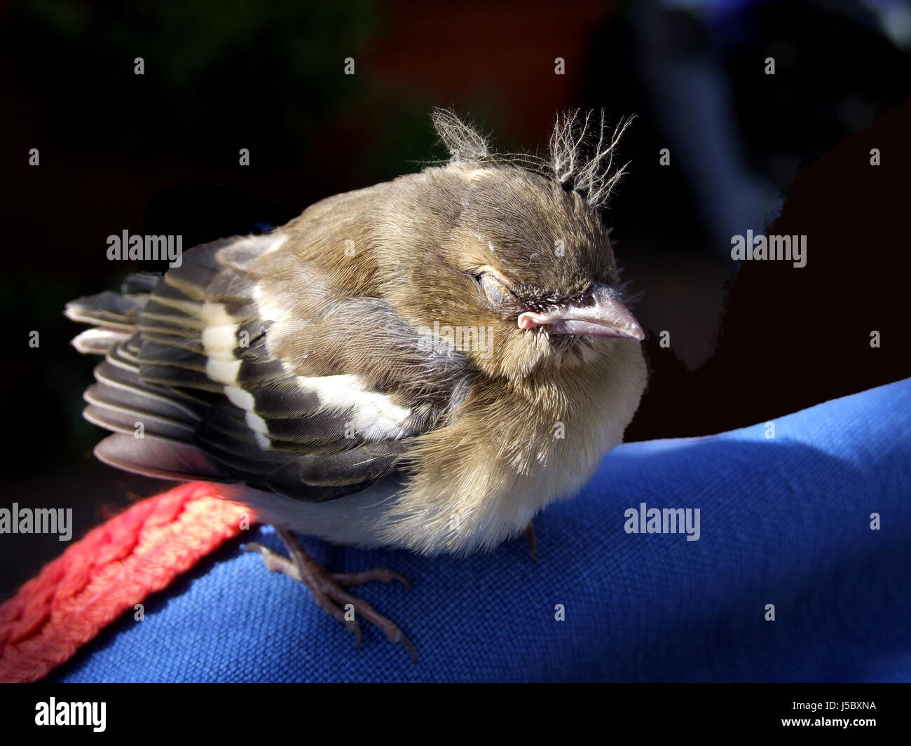 wing feathers beak feathering finches chaffinch fluff native beaks ...
