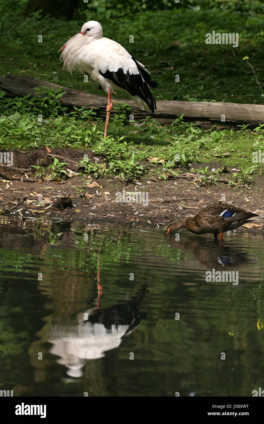 stork with duck Stock Photo - Alamy
