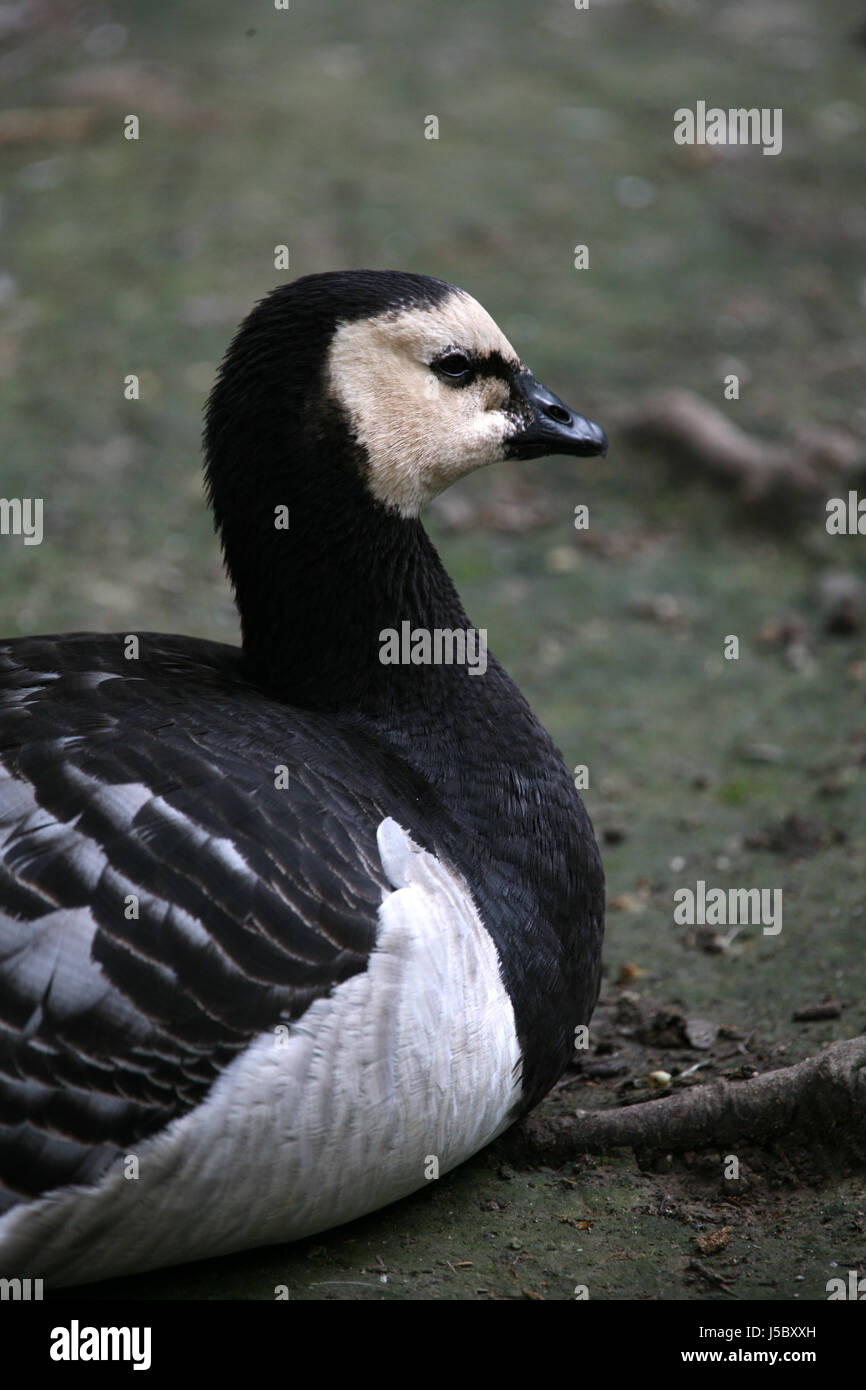animal bird fauna black swarthy jetblack deep black birds blank ...