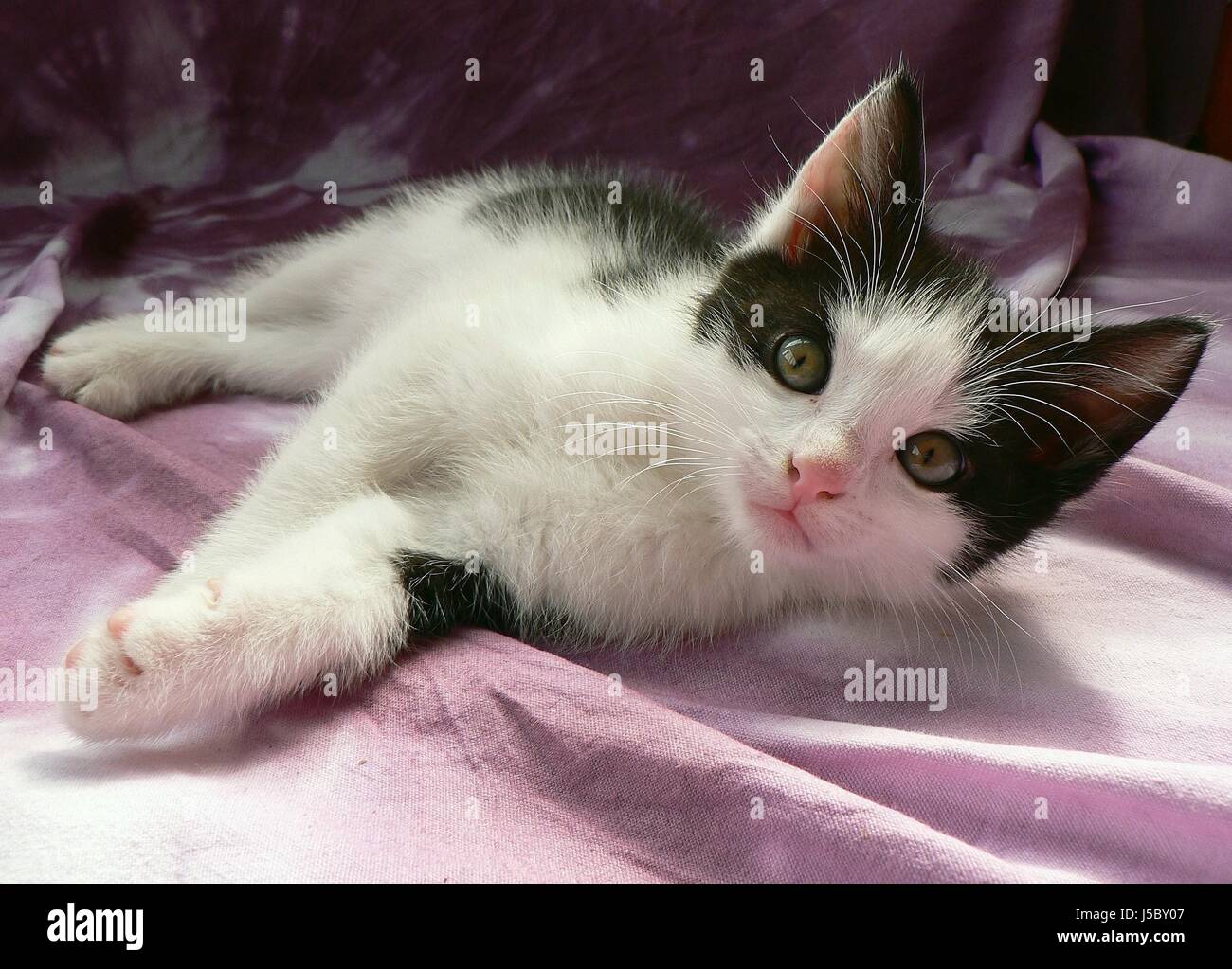 bw eyes cats look glancing see view looking peeking looking at baby cat ...