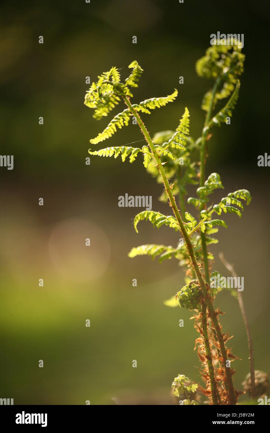 flora counter-light fern bracken forest toxic poisonous plant nature ...