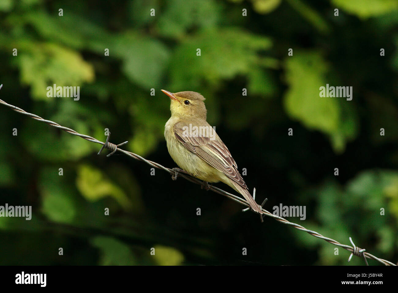 Scoffers hi-res stock photography and images - Alamy