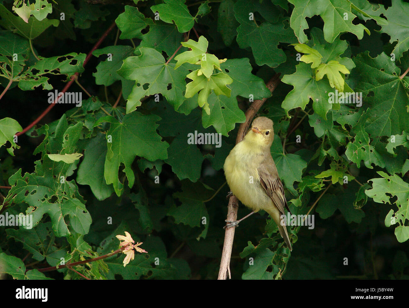 yellow mocker or scoffer garden Stock Photo - Alamy