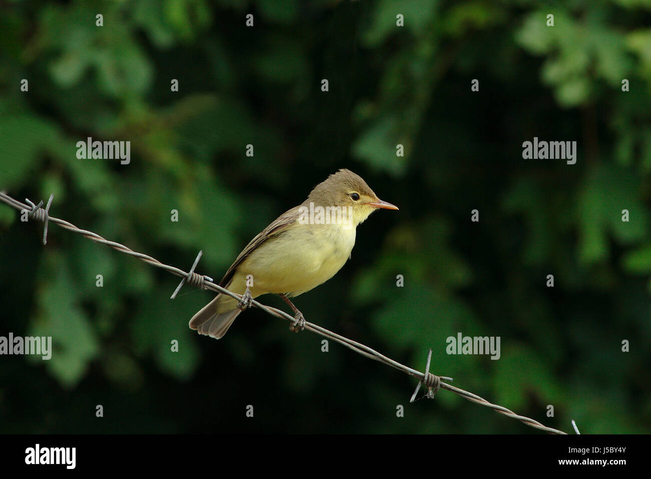 yellow mocker or scoffer garden Stock Photo - Alamy