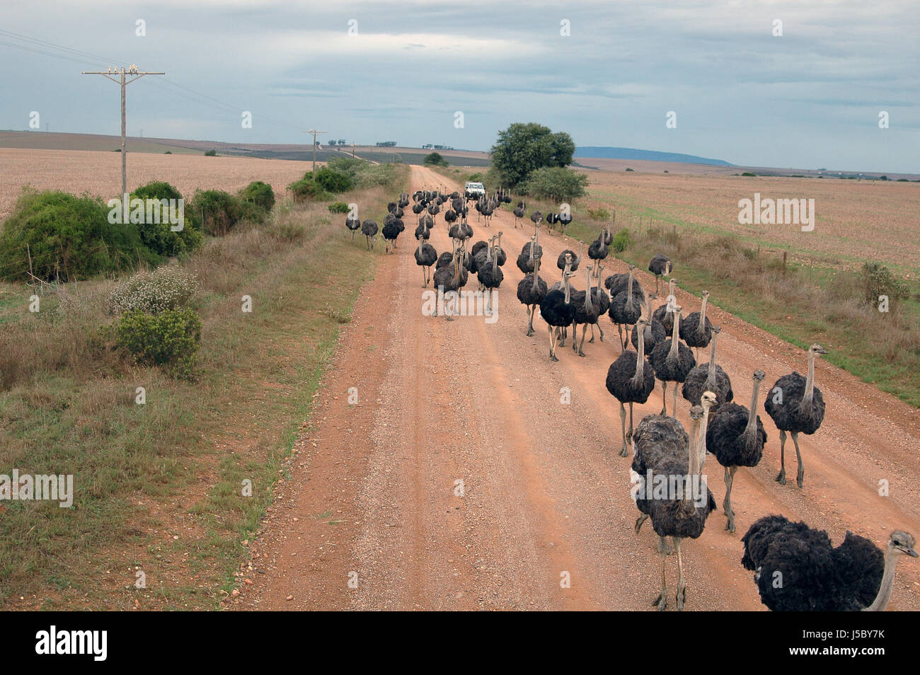 walk go going walking bird hike go hiking ramble birds energy power ...