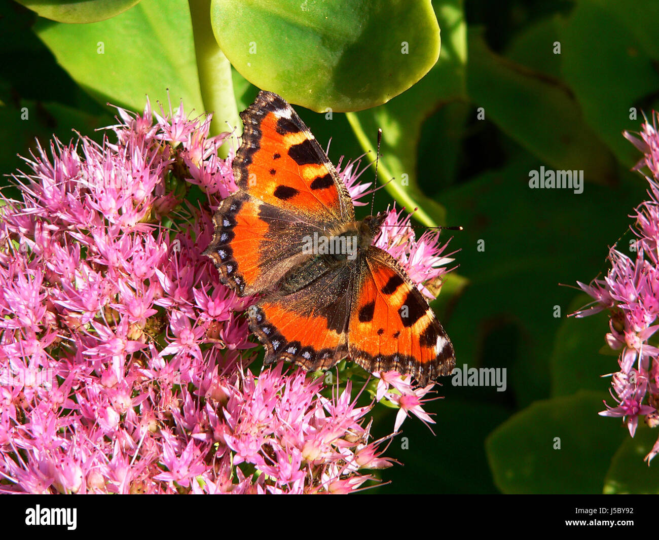 Environment enviroment park insects hi-res stock photography and images ...