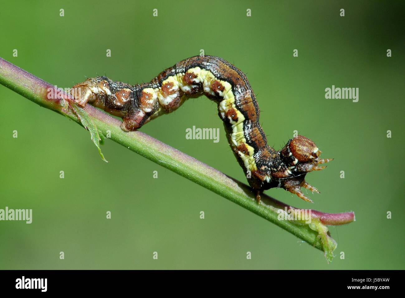 caterpillar rise climb climbing ascend uphill tread clamber downwards ...
