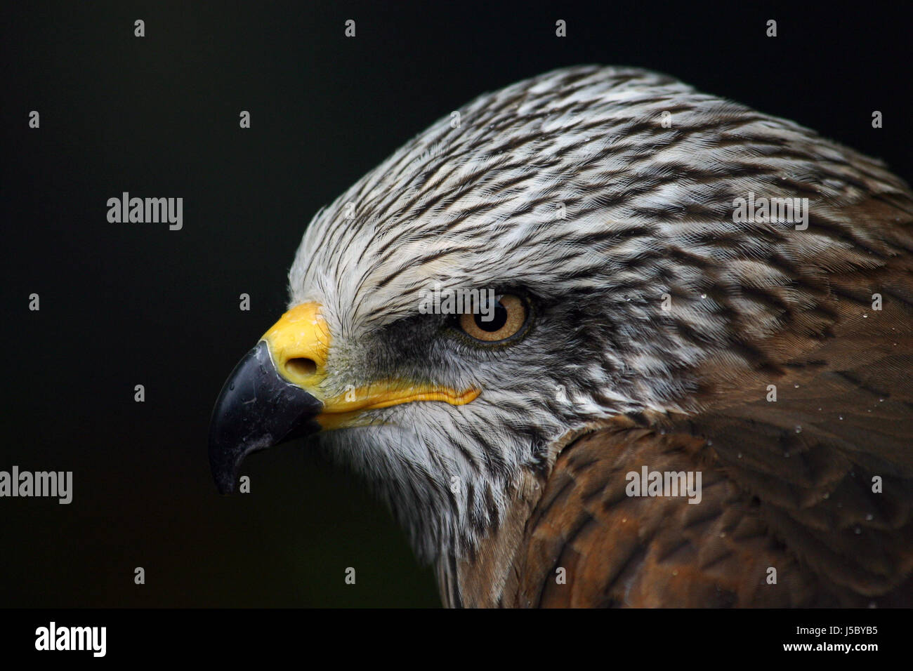 bird,hunter,birds,raptor,birds of prey,falconry,hunting,chase,milan ...