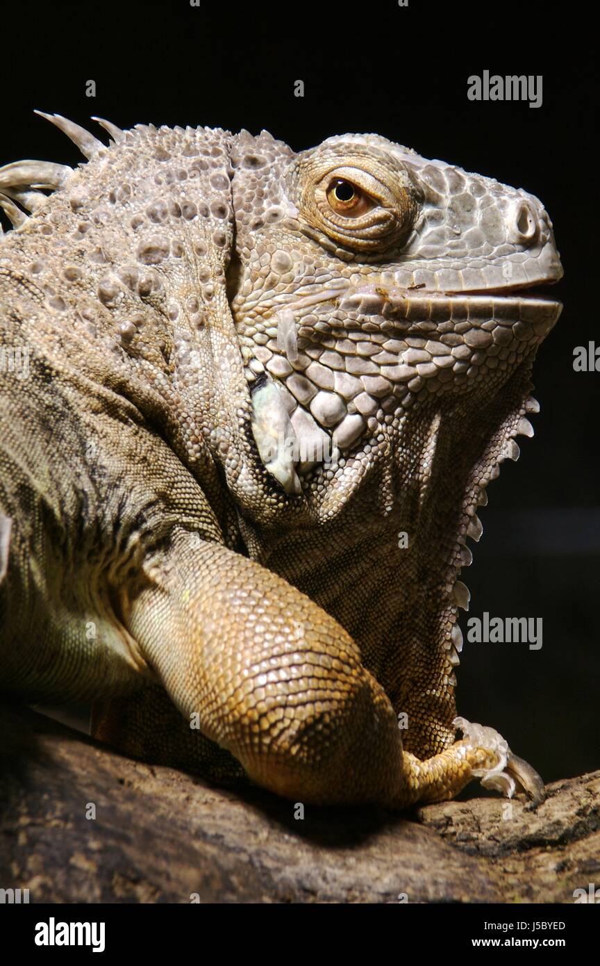 Iguan hi-res stock photography and images - Alamy