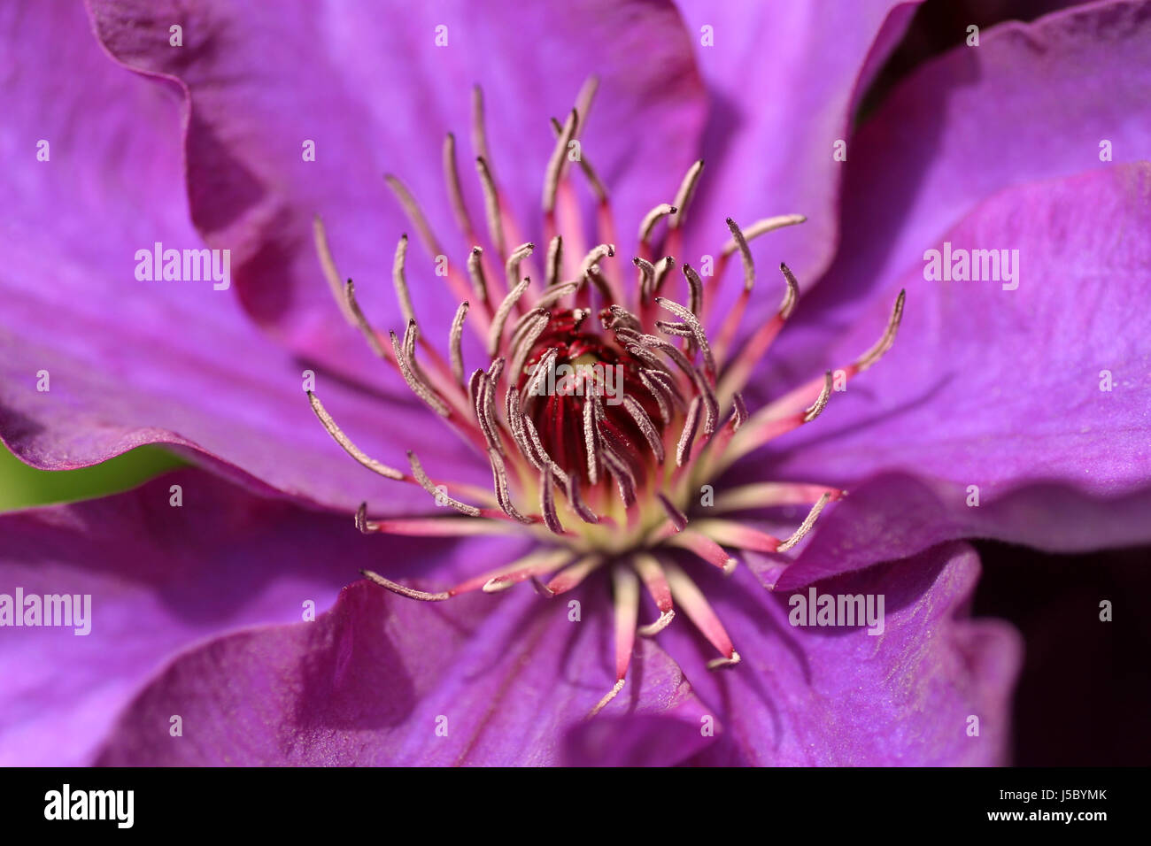 Clematis ii hi-res stock photography and images - Alamy