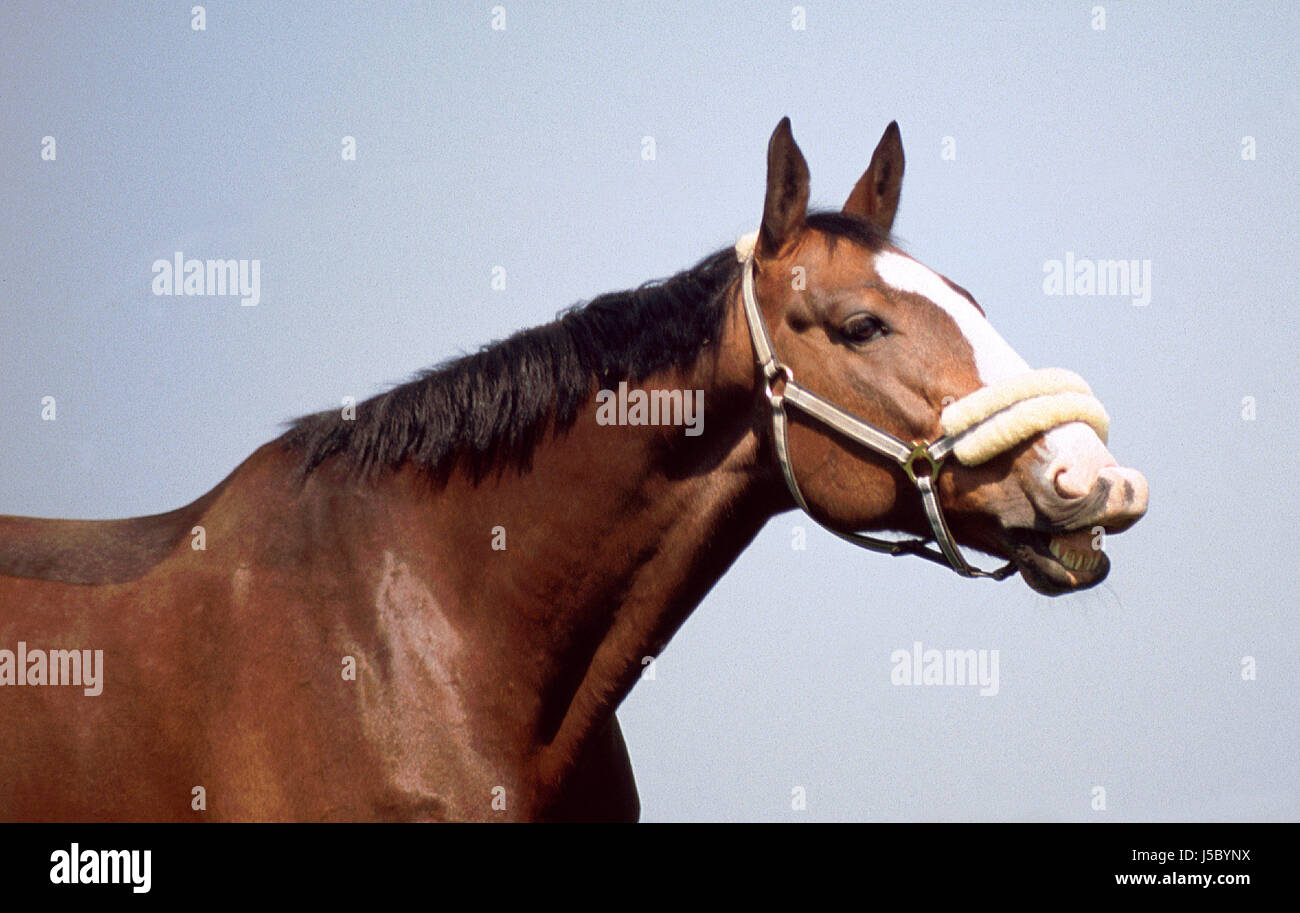 talking horse no.2 Stock Photo - Alamy