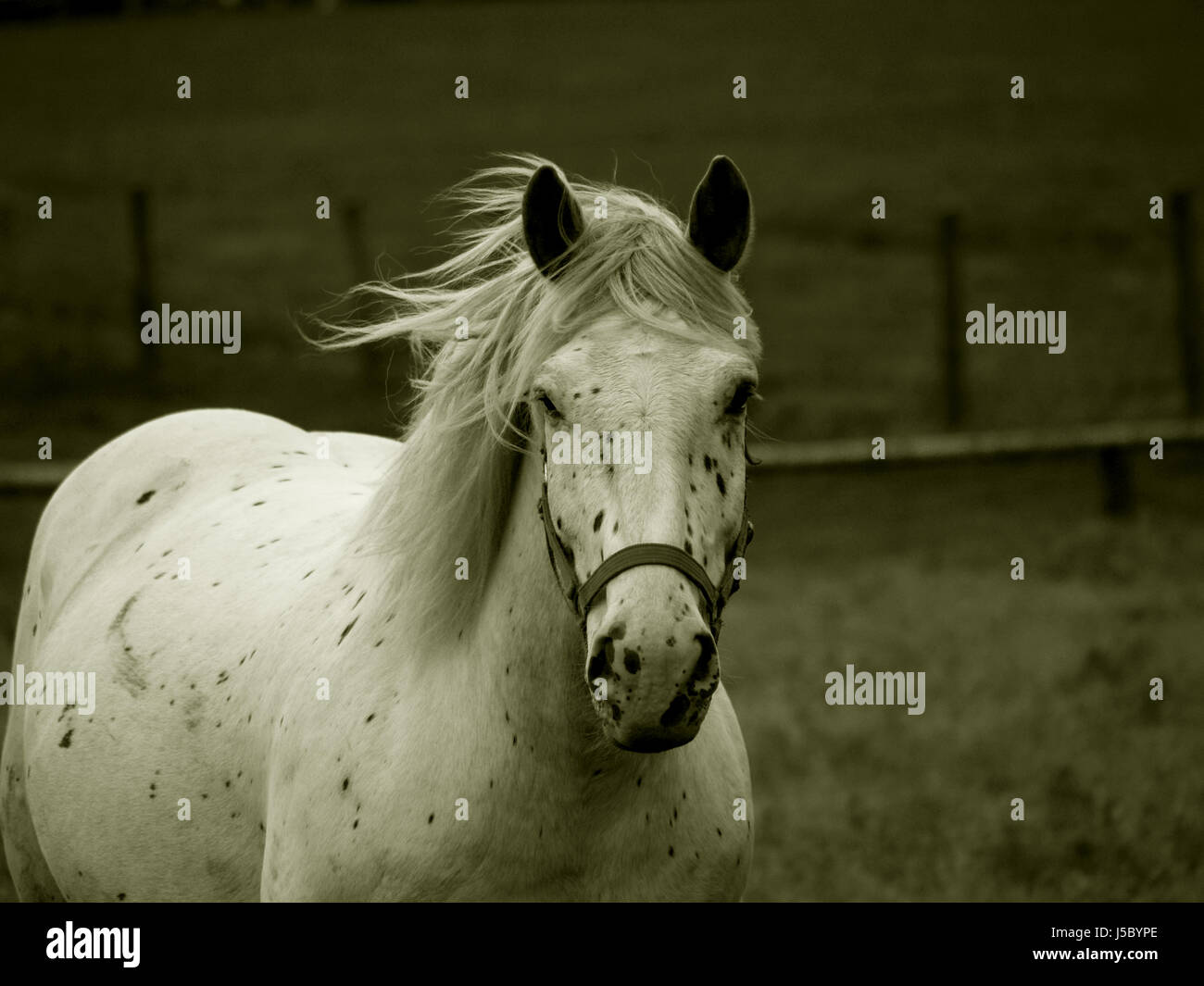 the luck of the earth 2 Stock Photo - Alamy