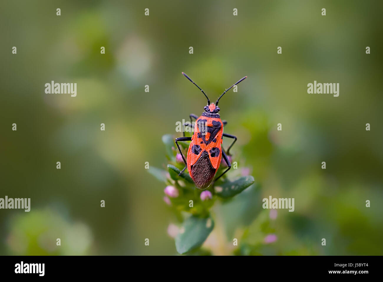corizus hyoscyami,family rhopalidae Stock Photo - Alamy