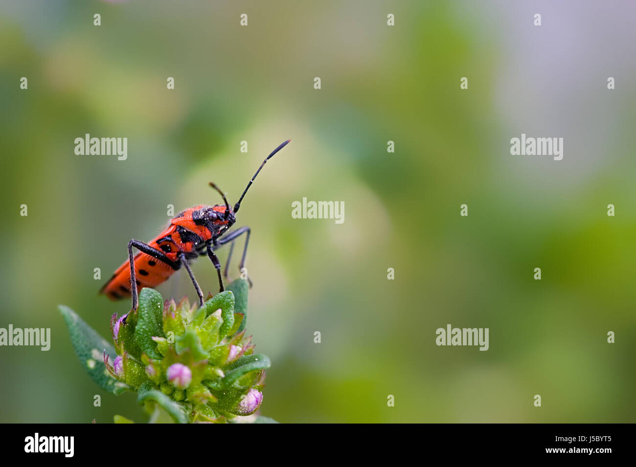 corizus hyoscyami,family rhopalidae Stock Photo - Alamy