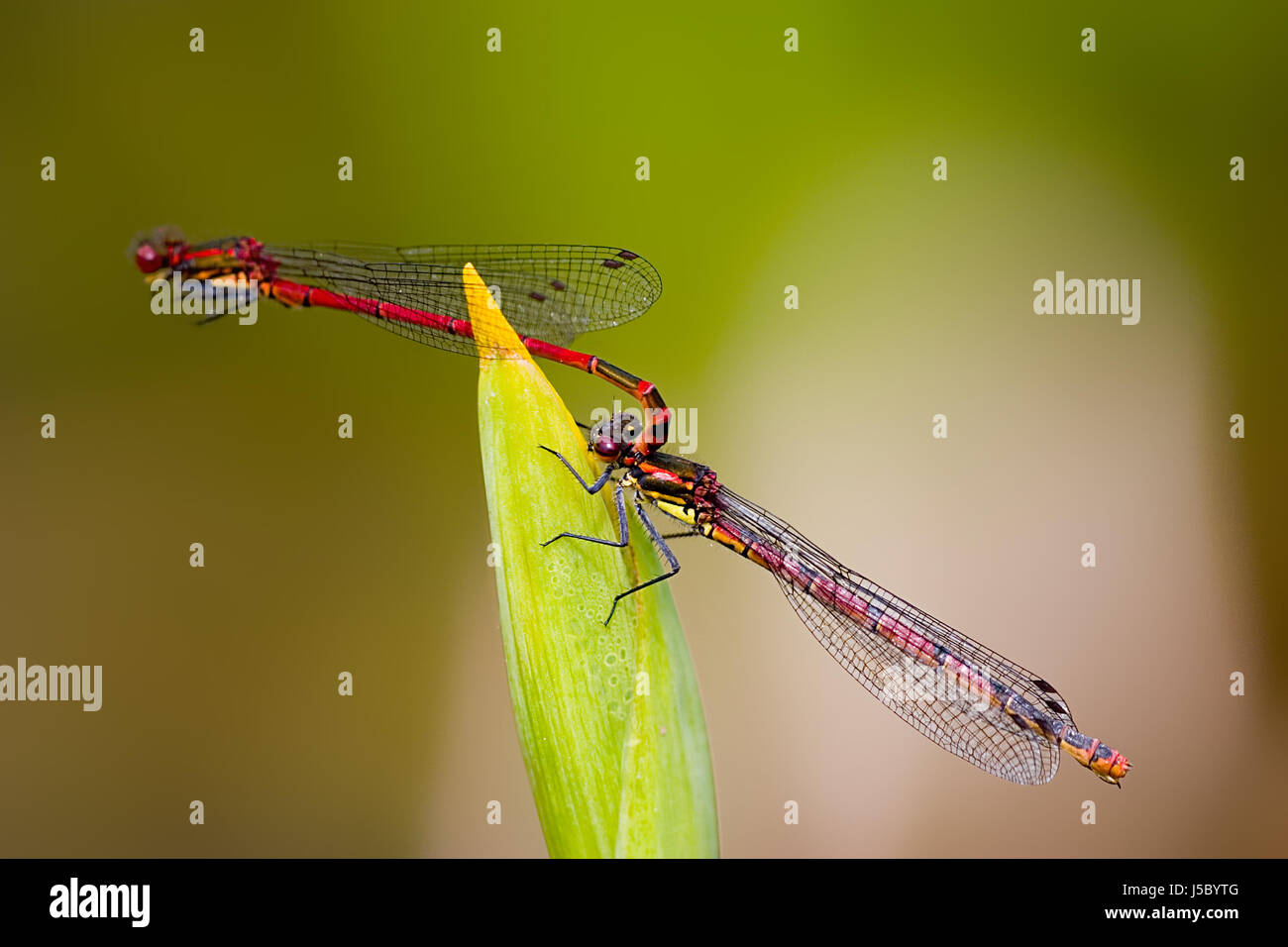 early adonis dragonflies before oviposition Stock Photo - Alamy