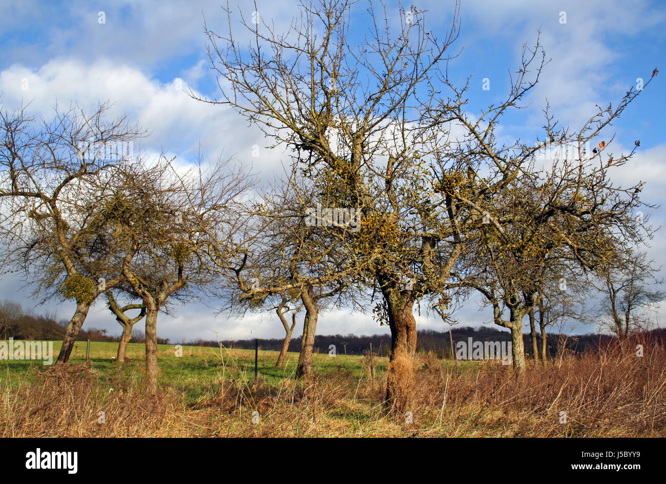 orchard in winter Stock Photo - Alamy
