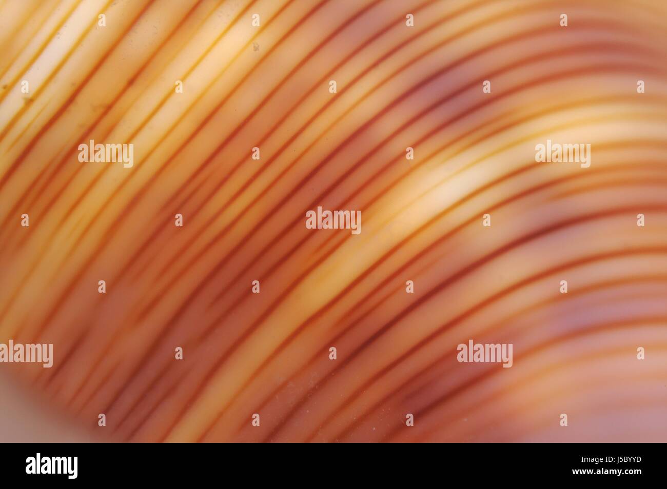 structure of a seashell Stock Photo - Alamy