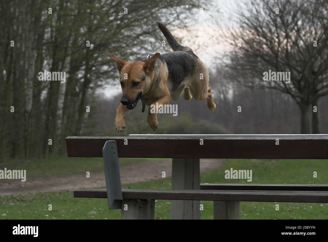 Flying with dog hi-res stock photography and images - Alamy