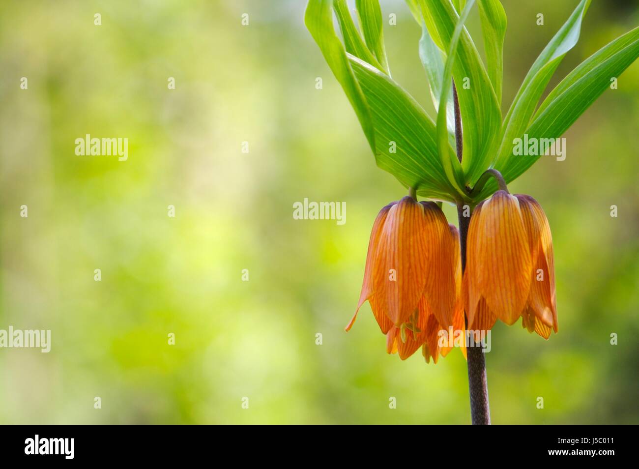 Imperial crown hi-res stock photography and images - Alamy