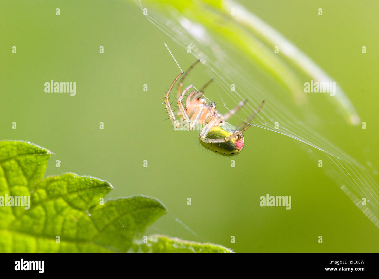 legs mangy green animals spider hunt hunting chase net cobweb spiders ...