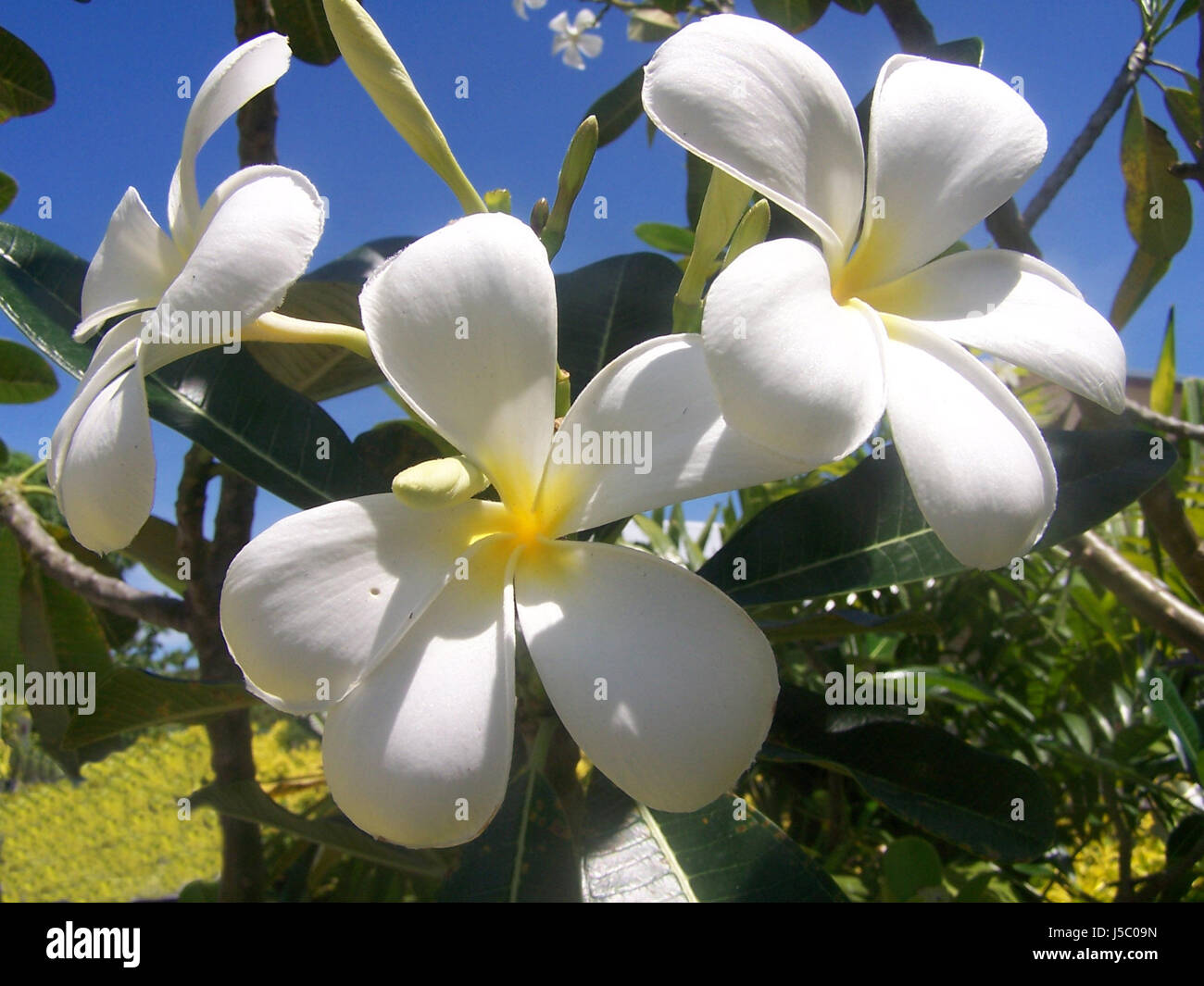 Triplets flower hi-res stock photography and images - Alamy