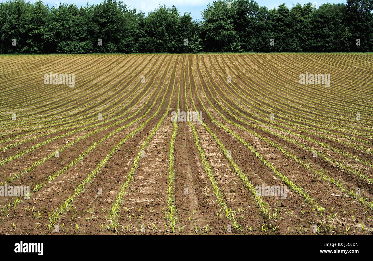 agriculture farming field perspective prospect acre farmer sowings ...