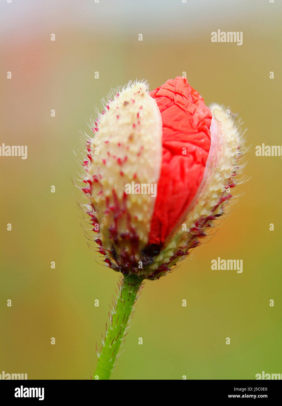 Mohnknospe hi-res stock photography and images - Alamy