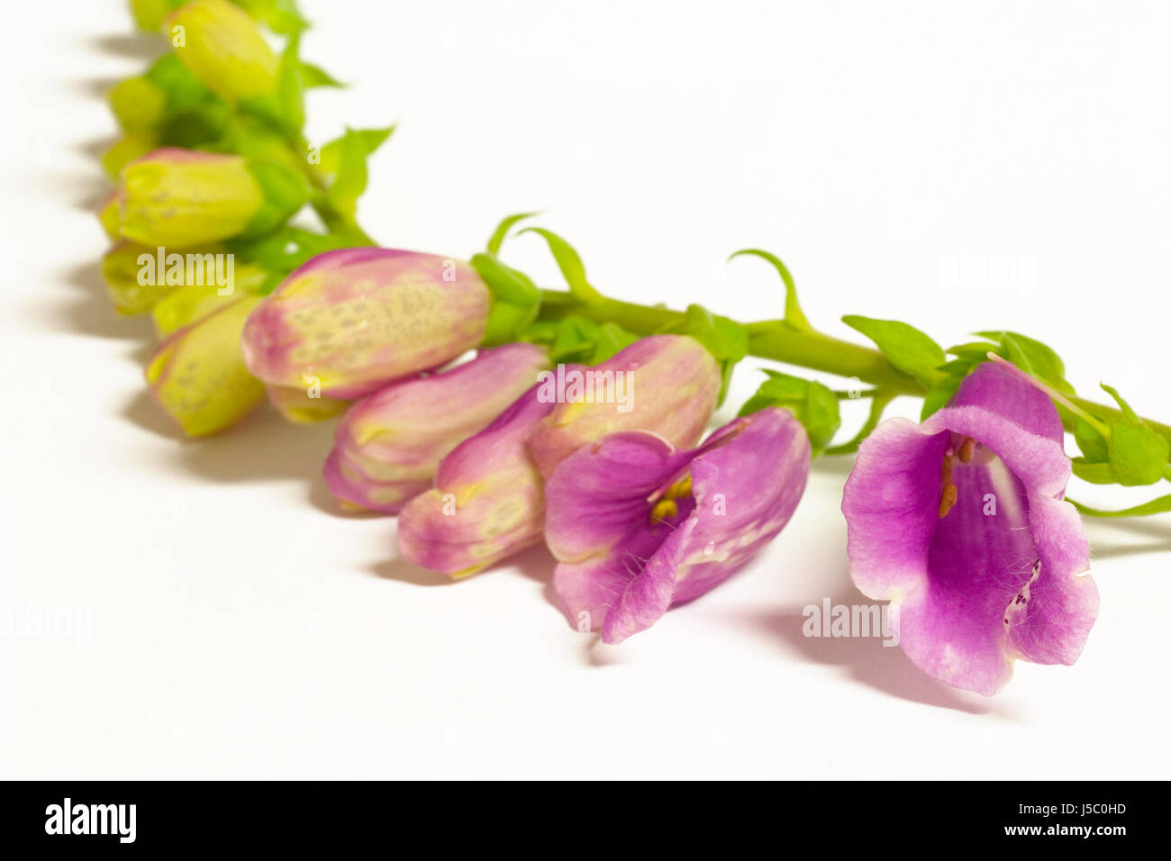 garden flower plant blossoms cure drugs poison deadly homeopathy means ...