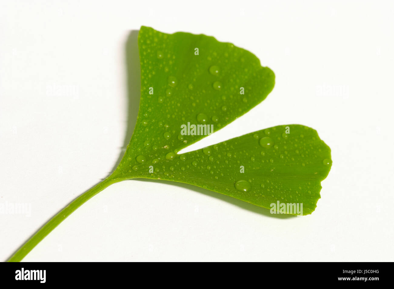 ginko leaf 3 Stock Photo - Alamy