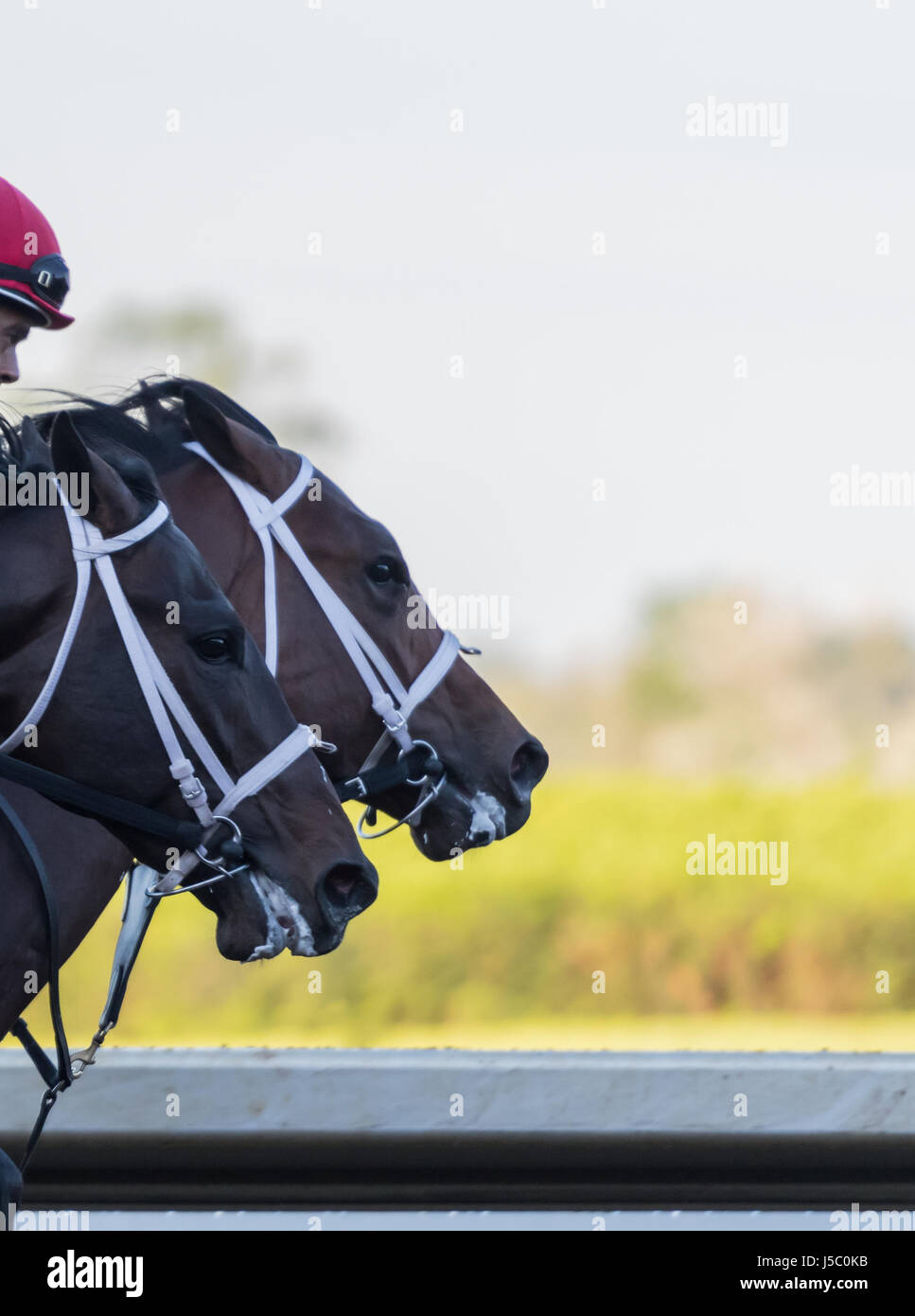 Tandem Race Training with copy space to right Stock Photo - Alamy