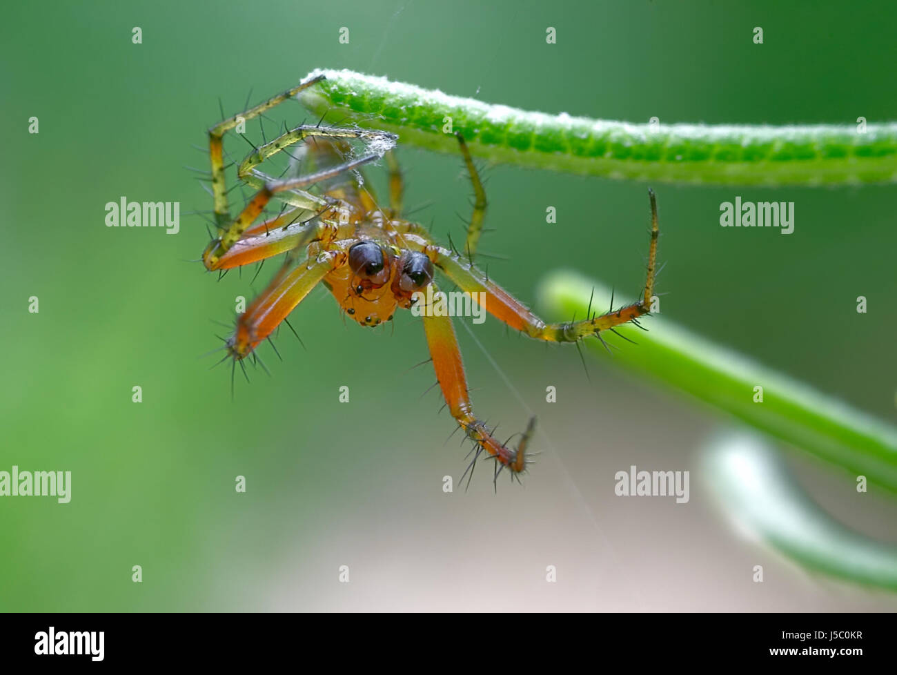 legs garden green eyes coloured spider spin disgusting young animal ...