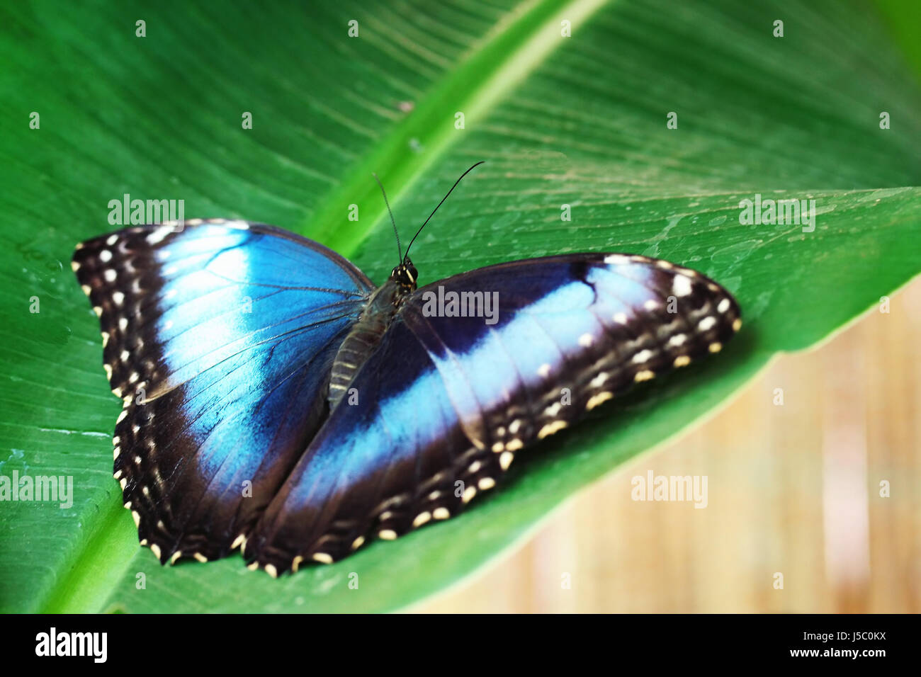 blue,butterfly,wing,moth,south america,morphofalter,morpho peleides ...