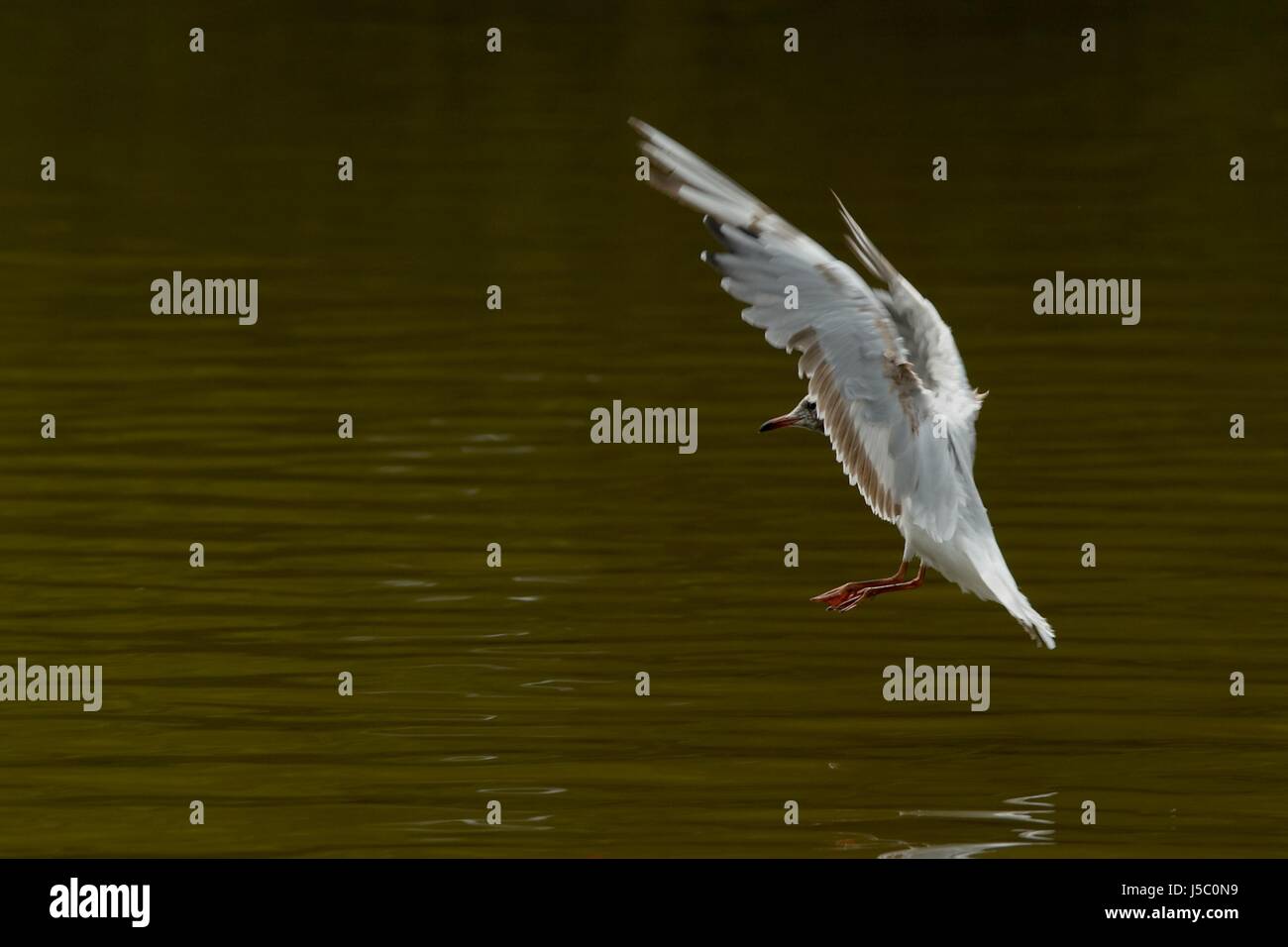 blank european caucasian tele feathering landing ray of light one fresh ...