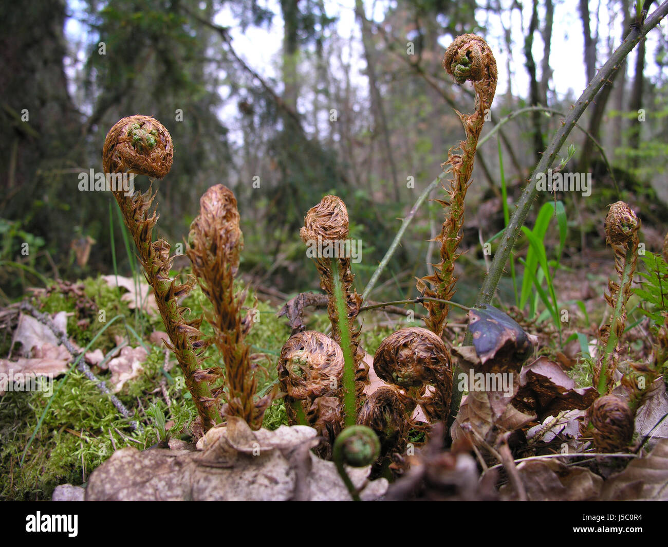 leaves spring stalk fields meadows buds heads fern roll details ...