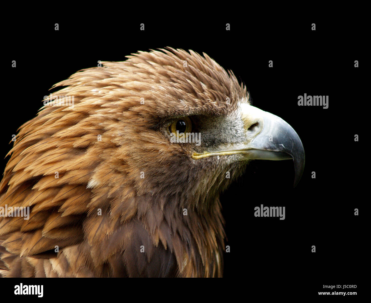 park bird animals birds raptor sight view outlook perspective vista ...