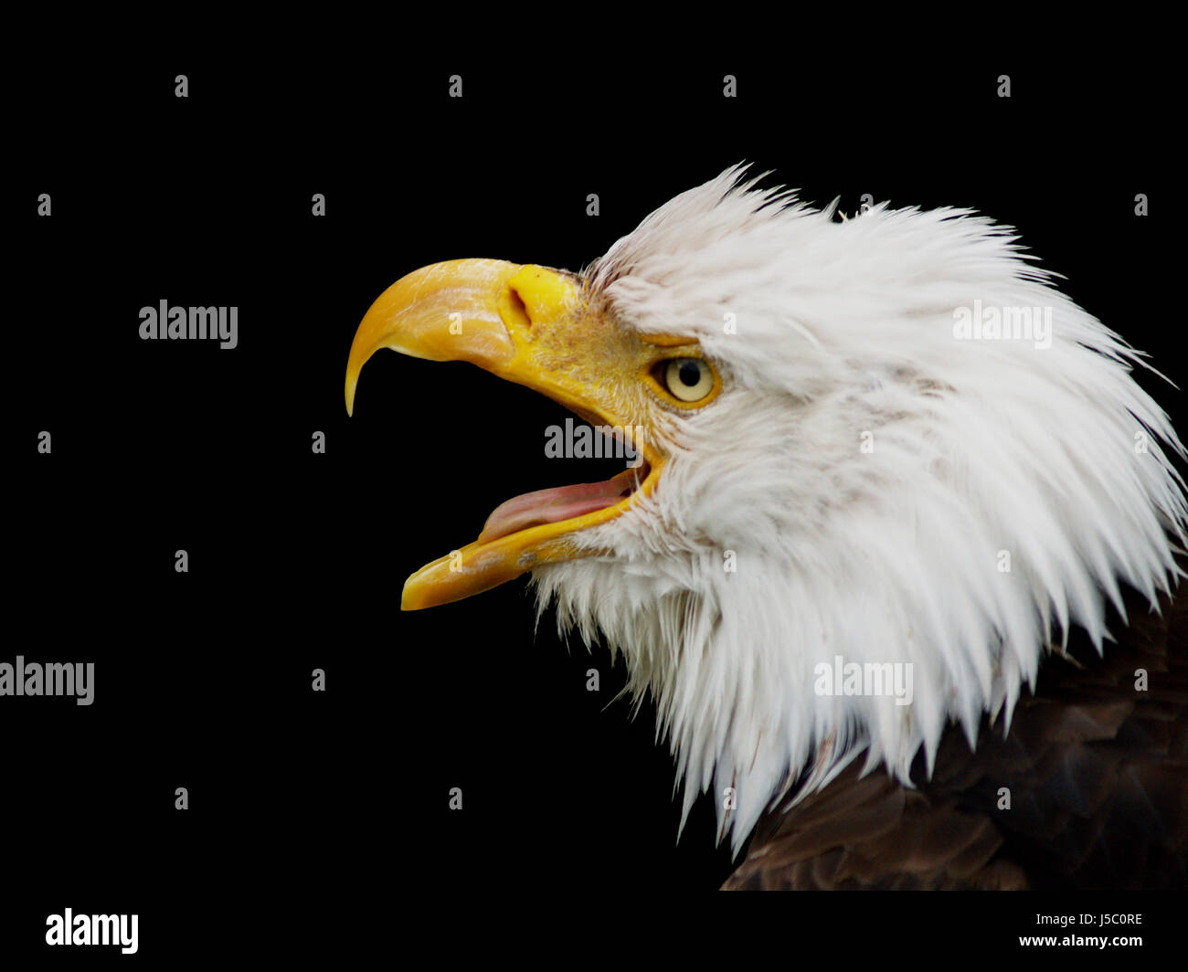 Greifvgel hi-res stock photography and images - Alamy