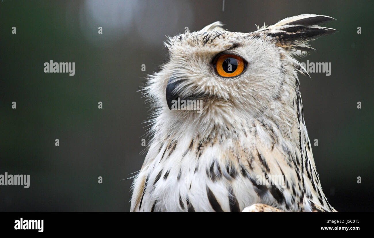 fight fighting bird night nighttime hunter birds birds of prey raptor ...