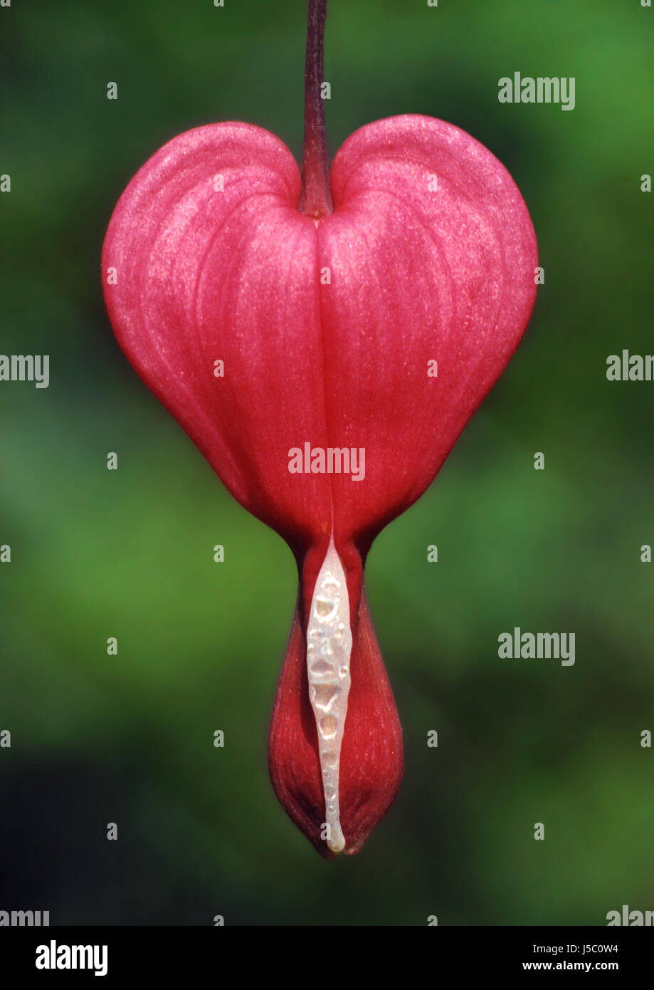 flower plant bloom blossom flourish flourishing flowers blossoms bleed ...