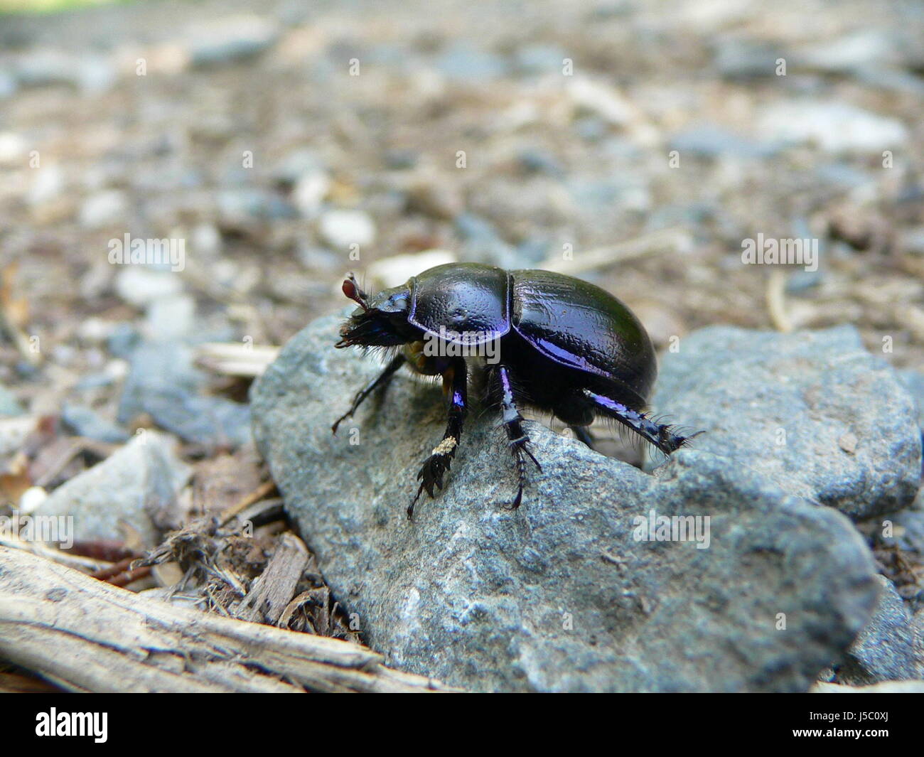 stone insect hike go hiking ramble beetle rise climb climbing ascend ...