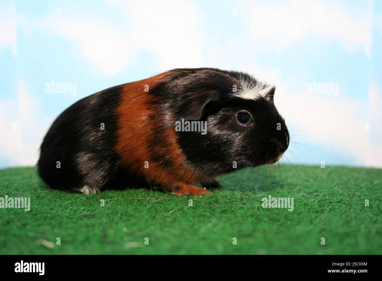 blue animal pet mammal green rodent blank european caucasian devoted ...