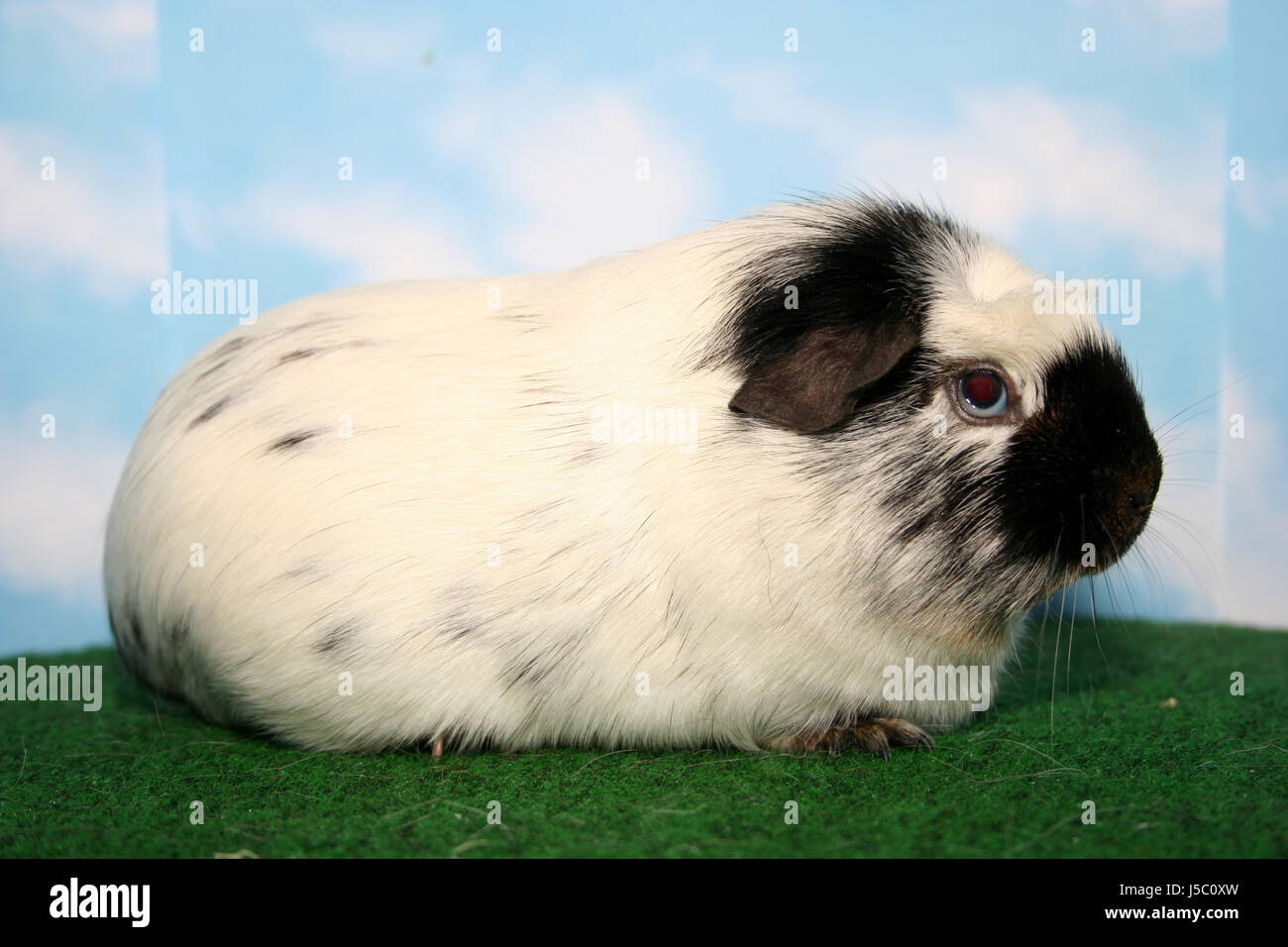 blue animal pet mammal green rodent blank european caucasian devoted ...