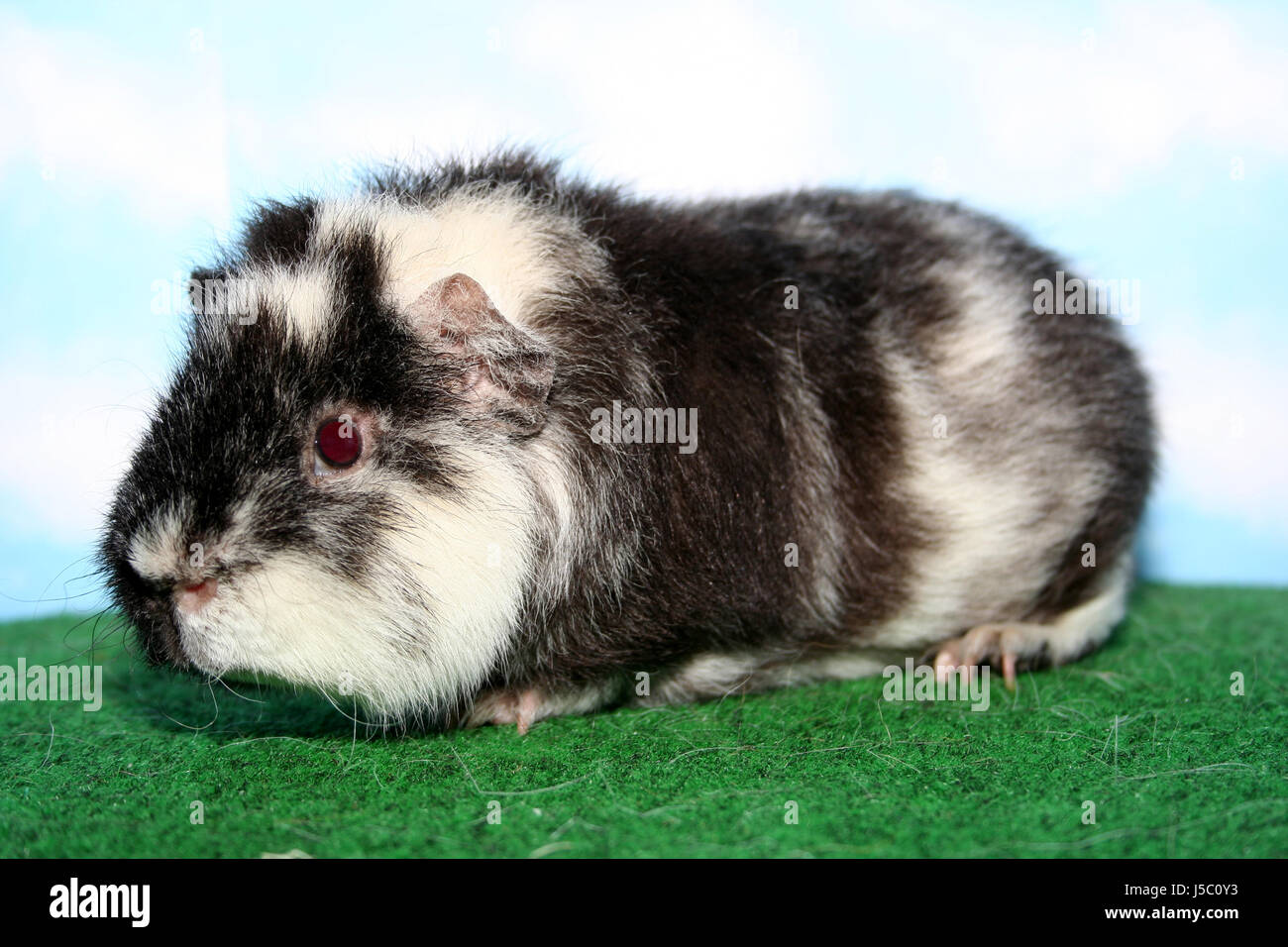 Swiss guinea pig hi-res stock photography and images - Alamy