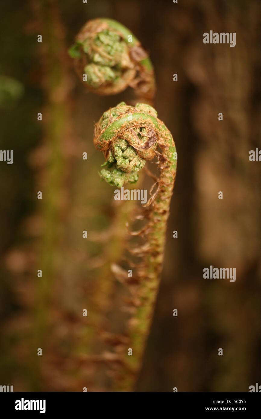 flora fern bracken forest toxic poisonous plant nature farne waldfarn ...