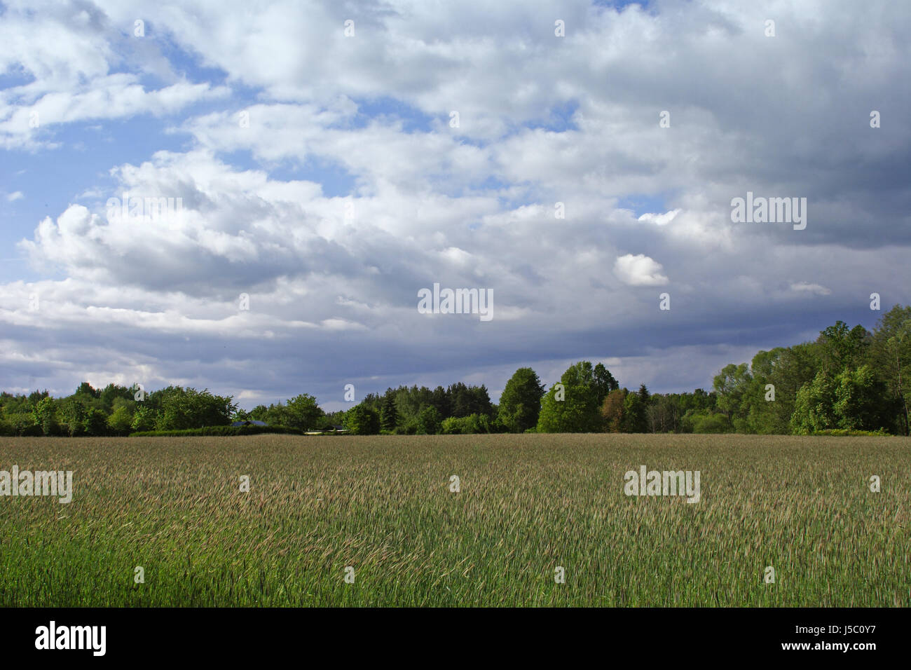 tree trees agriculture farming acre wheat wheat field windy stormy ...
