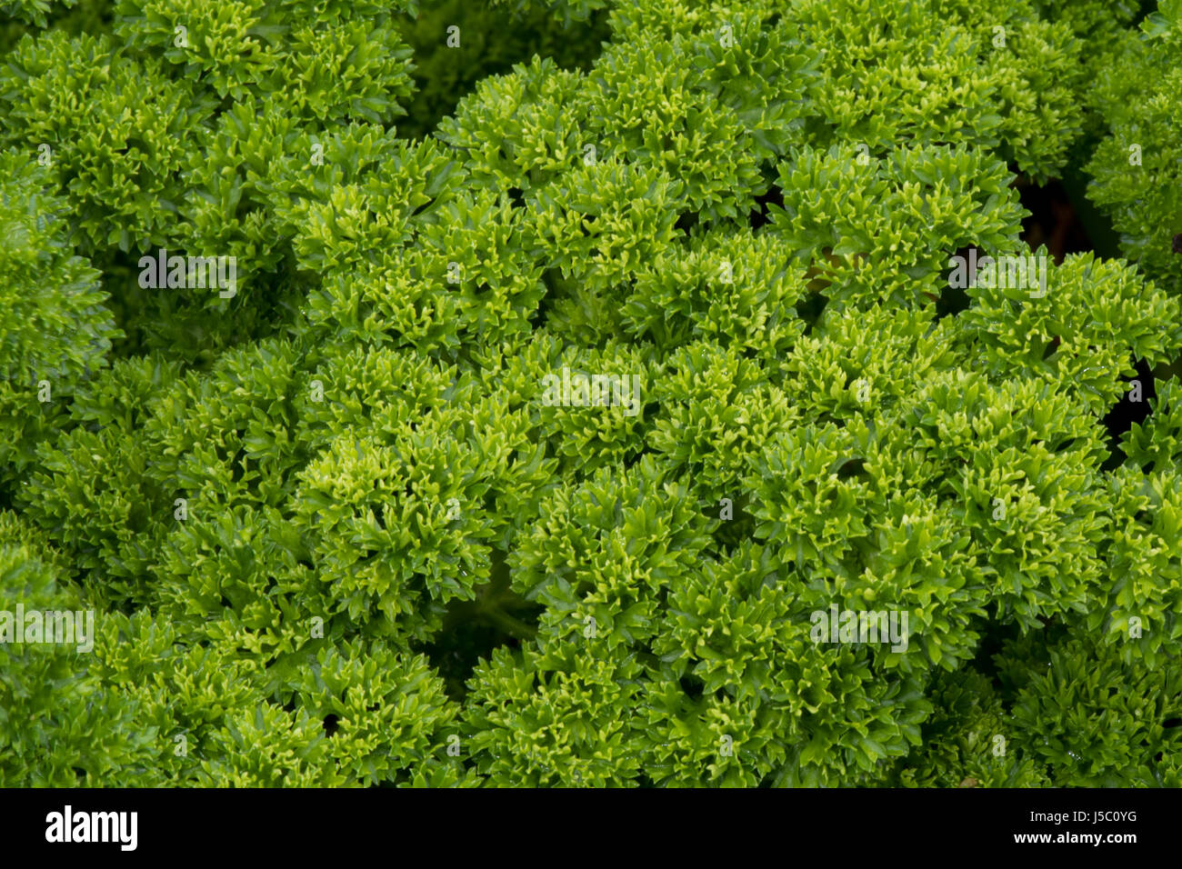Tight Green Leaves in Spring Horizontal background image Stock Photo ...