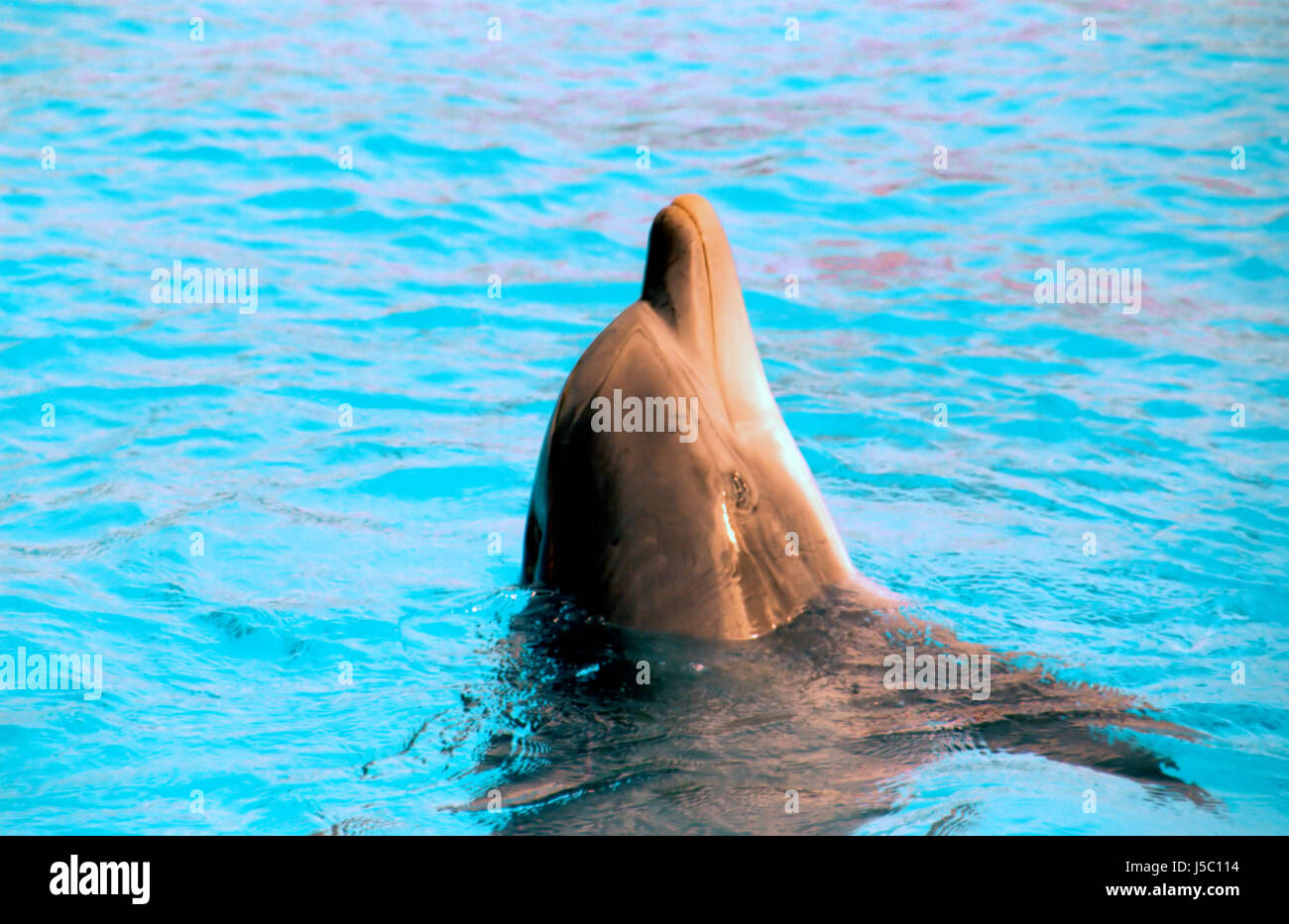 mammal dolphin captivity intelligent pool trained salt water sea ocean ...
